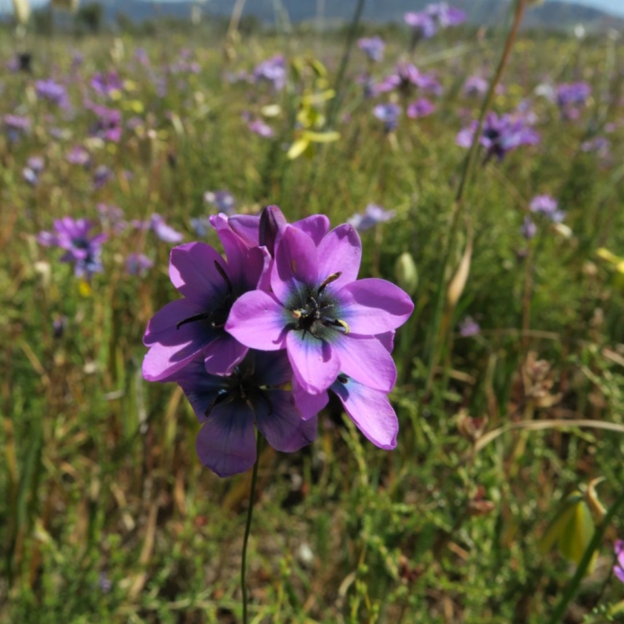 Ixia rouxii seeds - Buy online