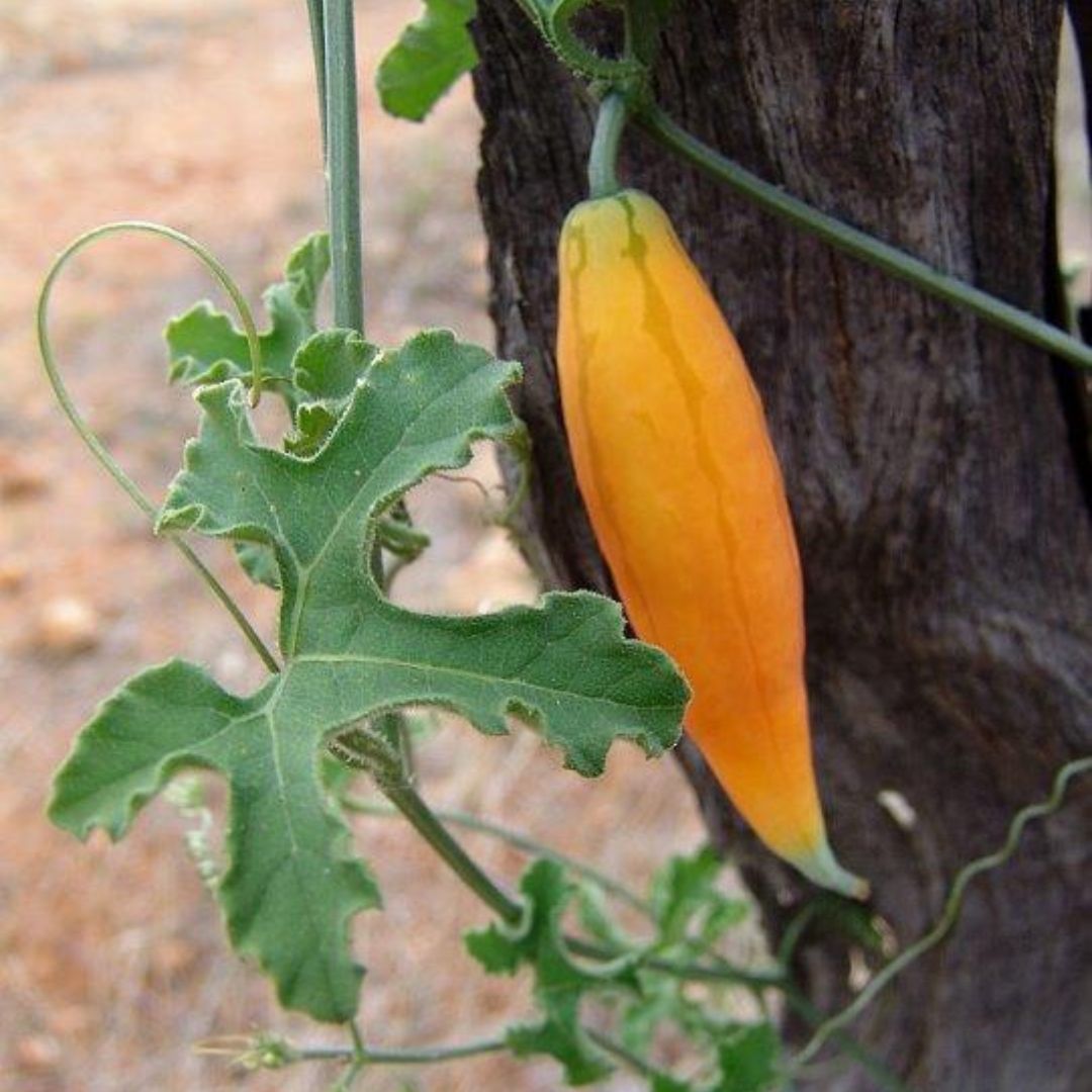 Kedrostis leloja seeds - Buy online