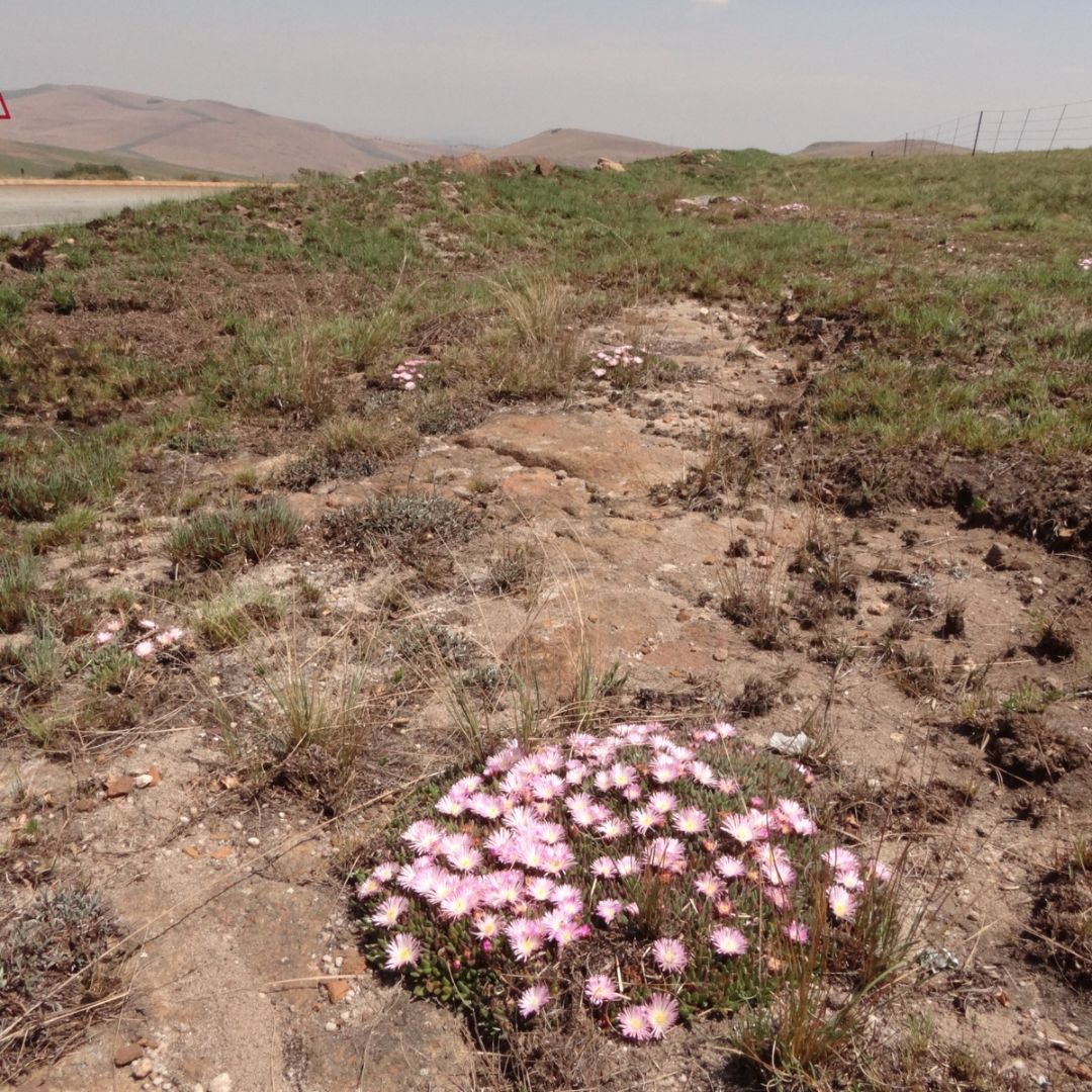 Khadia alticola seeds - Buy online