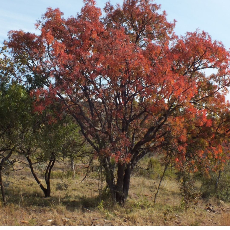Kirkia wilmsii seeds - Buy online