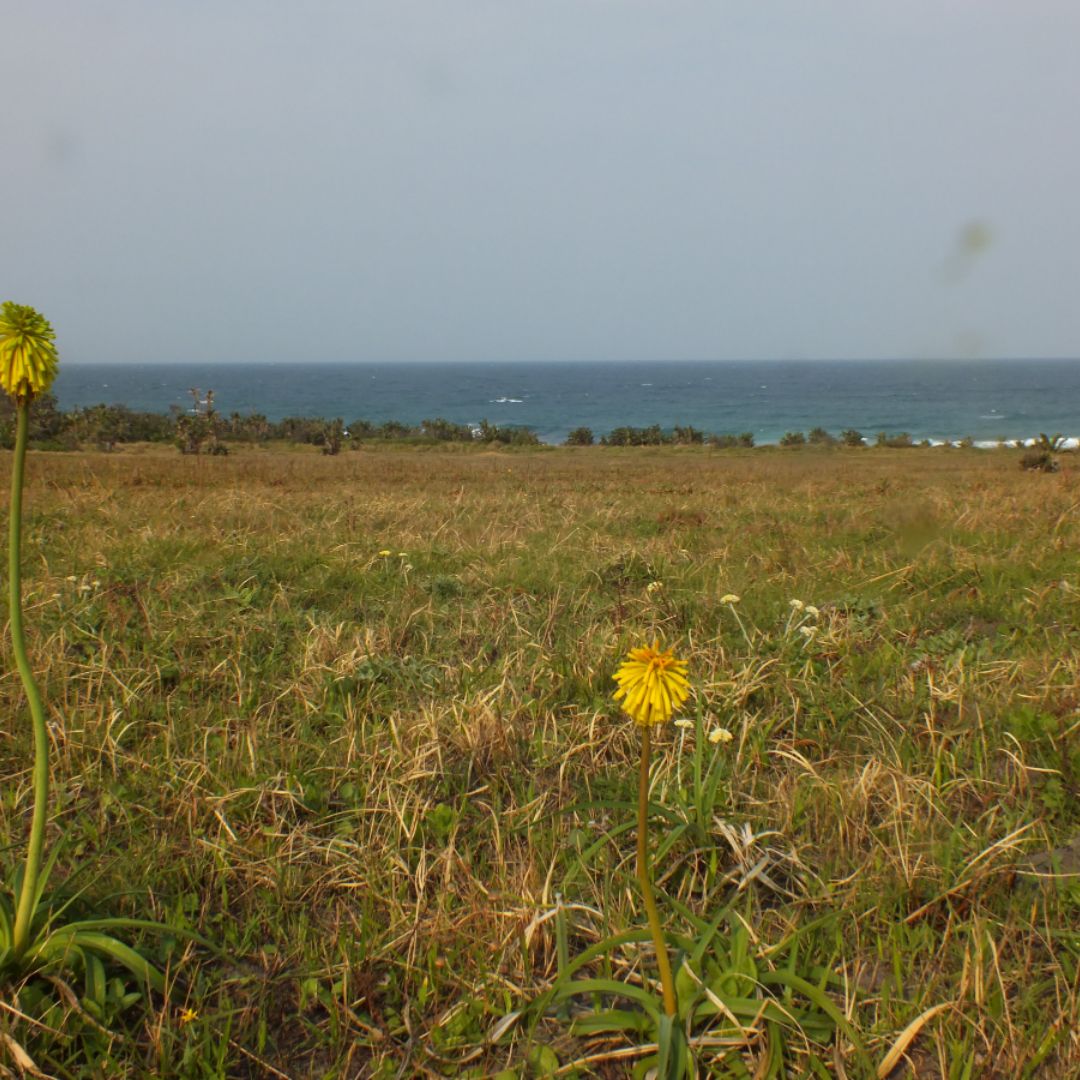 Kniphofia rooperi seeds - Buy online