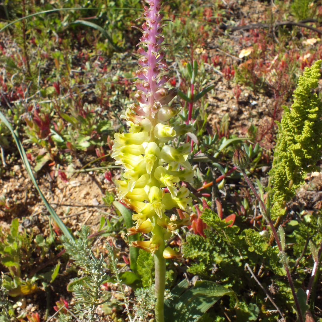 Lachenalia mutabilis seeds - Buy online