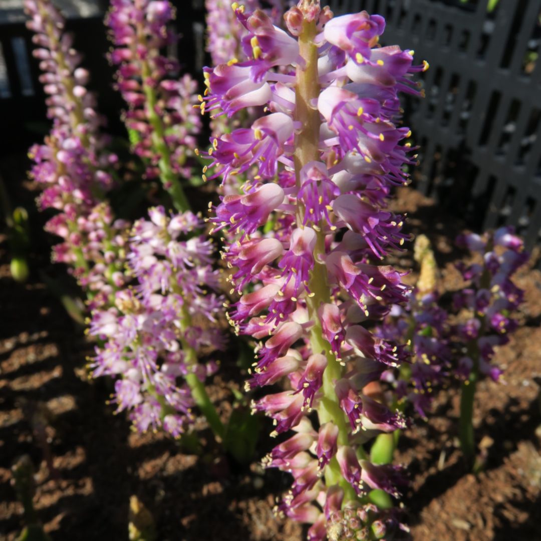 Lachenalia purpureo-caerulea seeds - Buy online