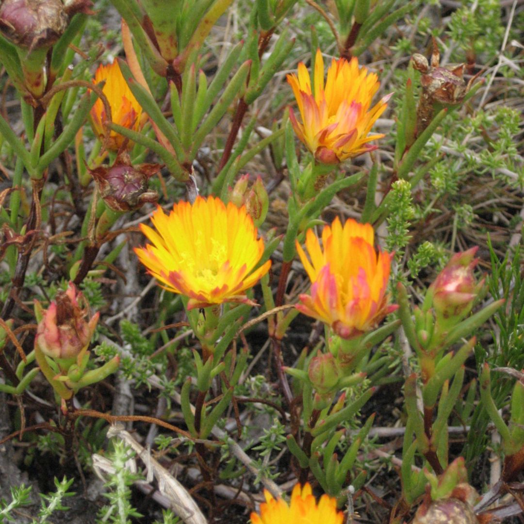 Lampranthus bicolor seeds - Buy online