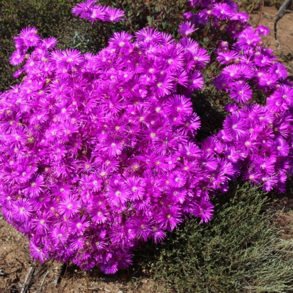 Lampranthus multiradiatus seeds - Buy online