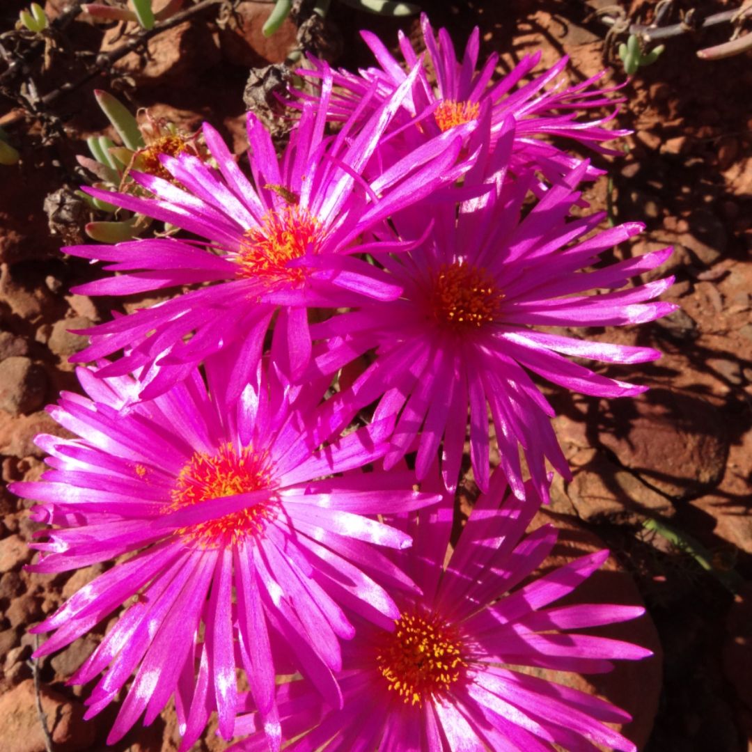 Lampranthus roseus seeds - Buy online