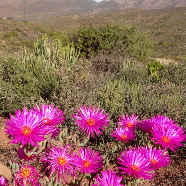Lampranthus roseus seeds - Buy online