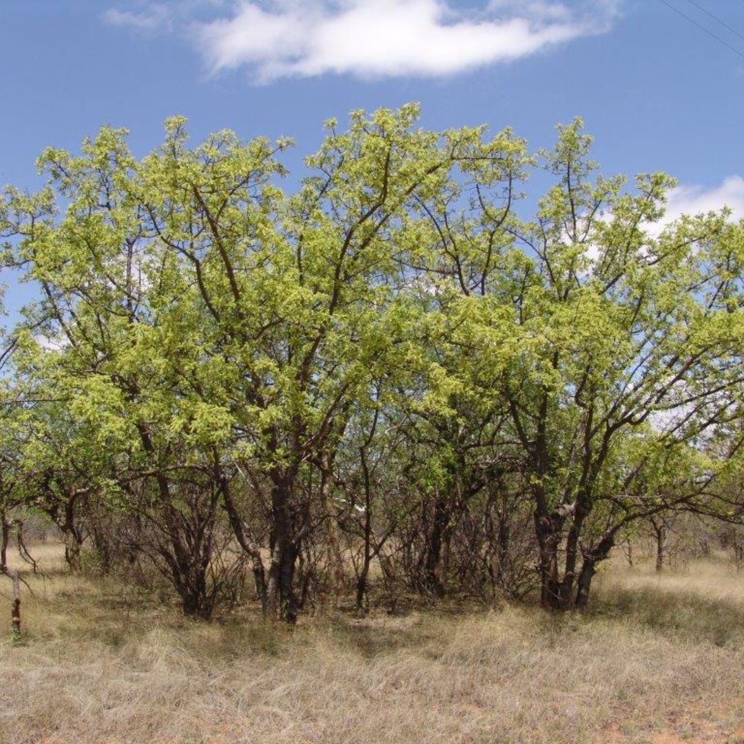 Lannea schweinfurthii seeds - Buy online