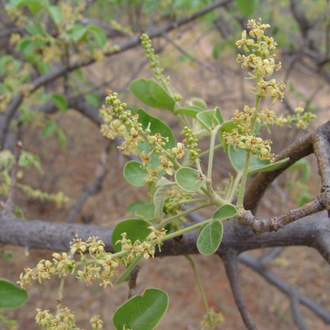 Lannea schweinfurthii seeds - Buy online