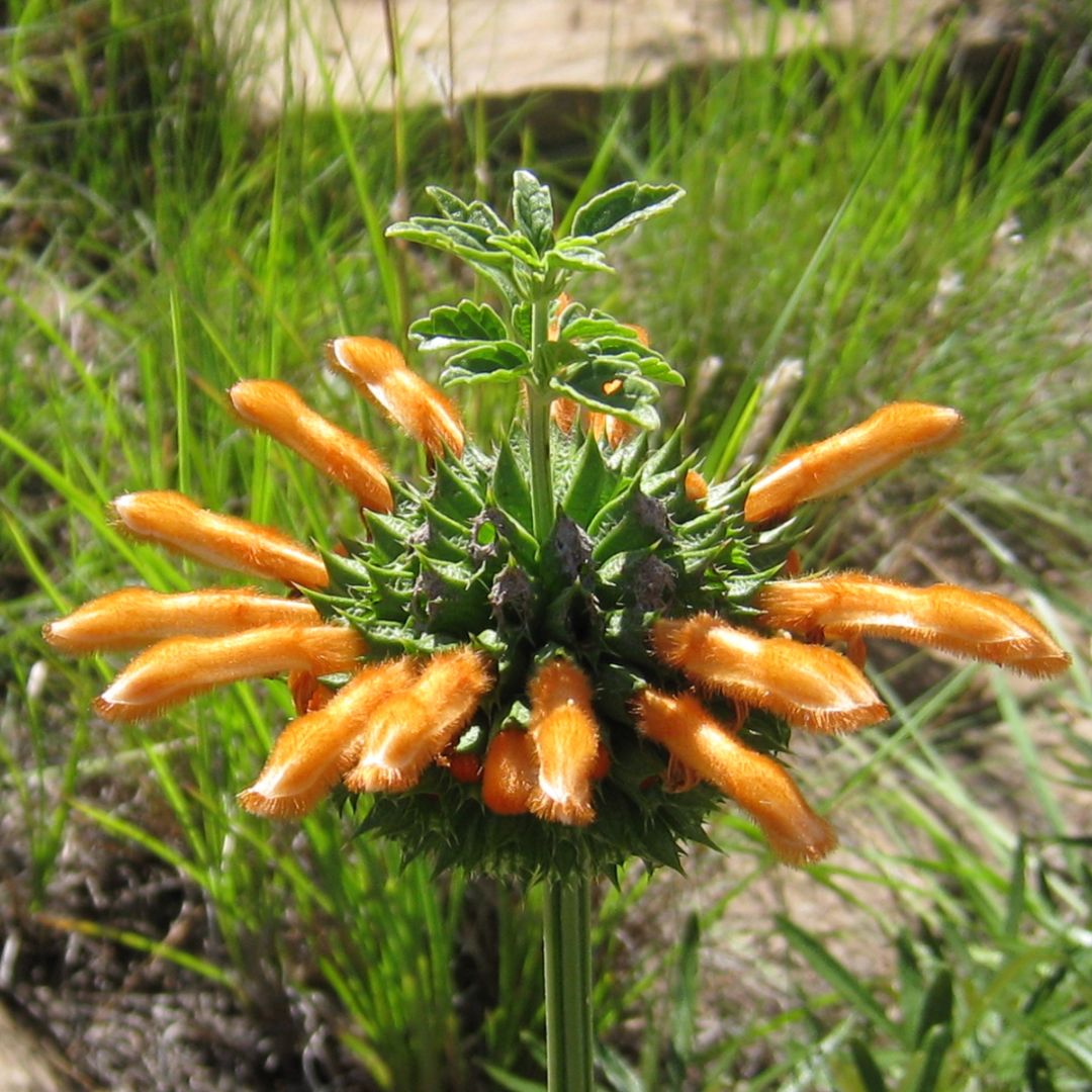 Leonotis intermedia seeds - Buy online