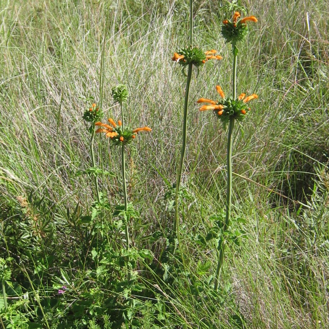 Leonotis intermedia seeds - Buy online