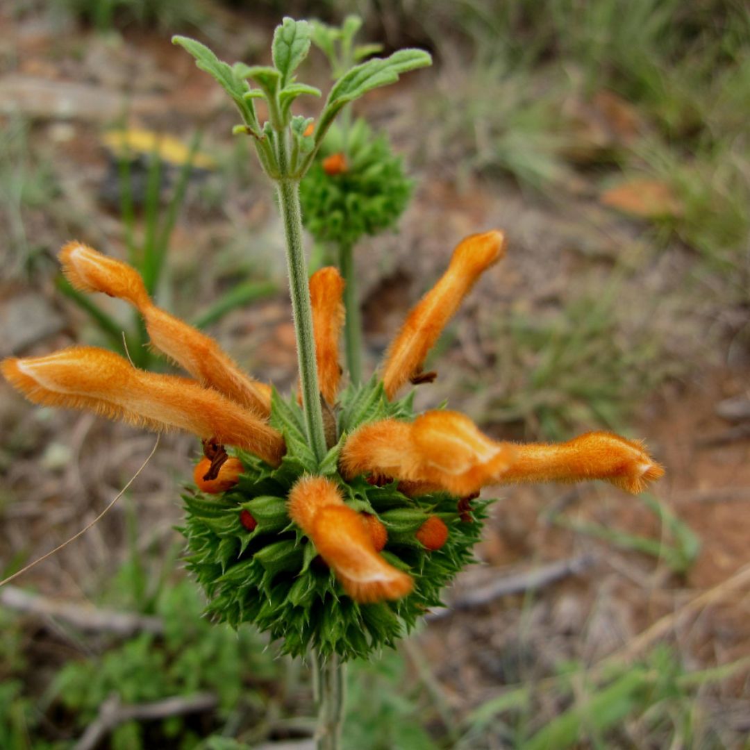 Leonotis ocymifolia seeds - Buy online