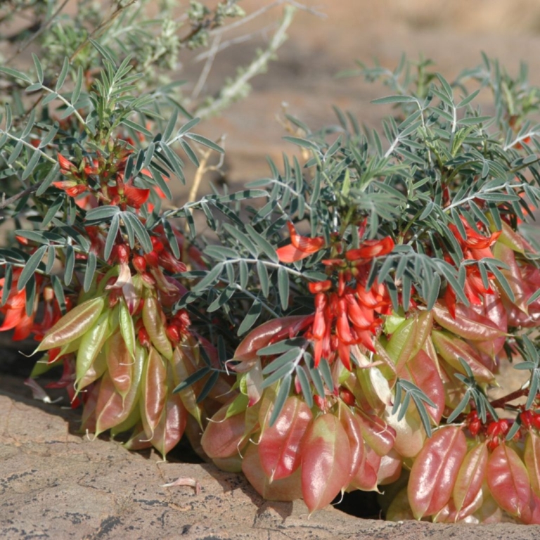 Lessertia frutescens subsp. frutescens seeds - Buy online