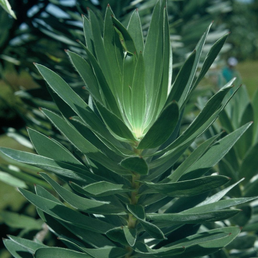Leucadendron argenteum seeds - Buy online