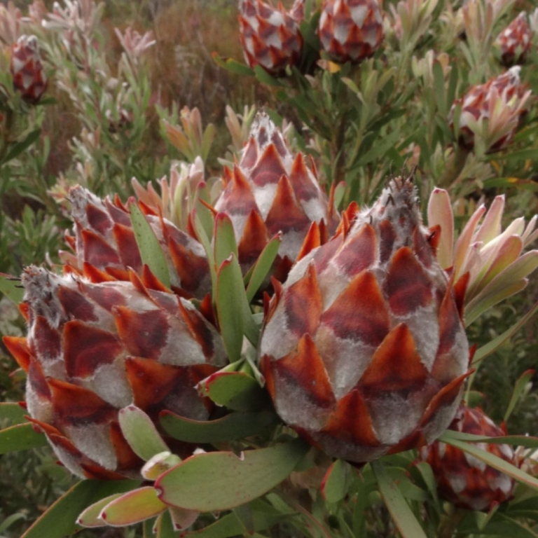 Leucadendron rubrum seeds - Buy online