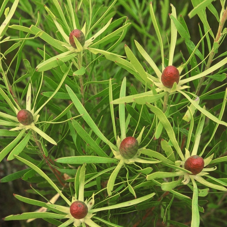 Melinis nerviglumis seeds - Buy online