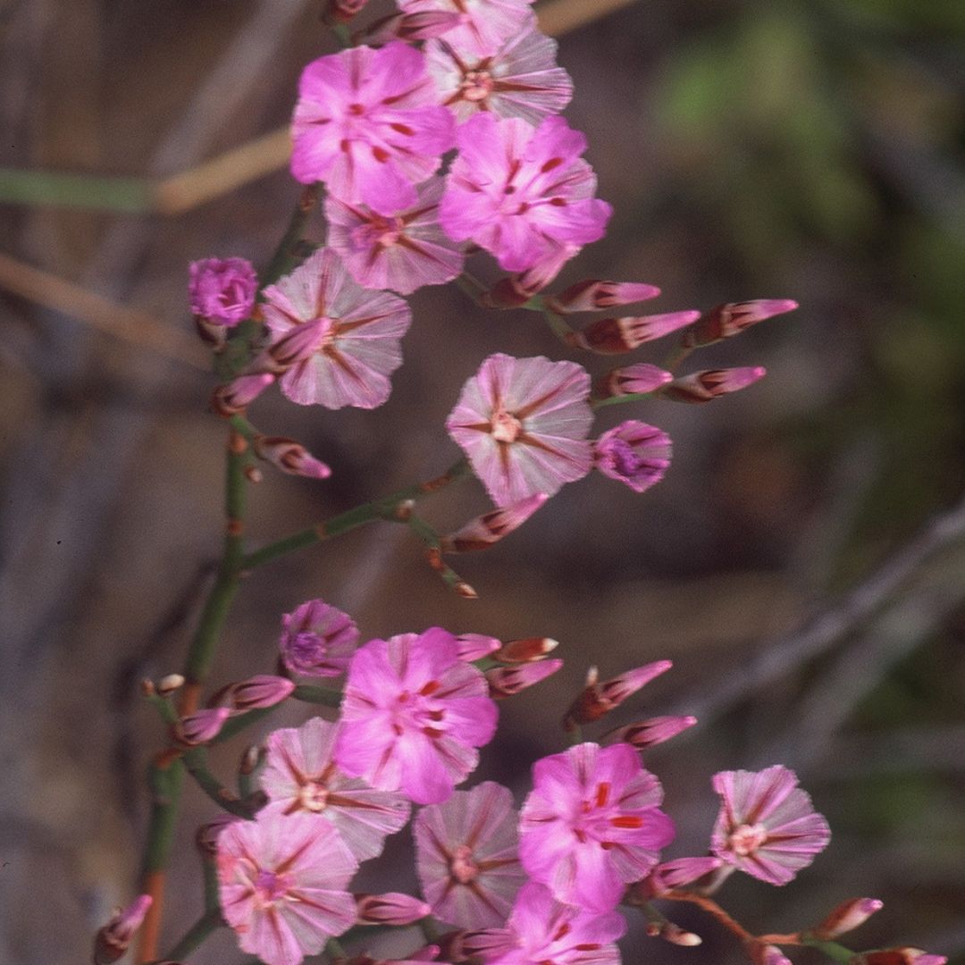 Limonium purpuratum seeds - Buy online