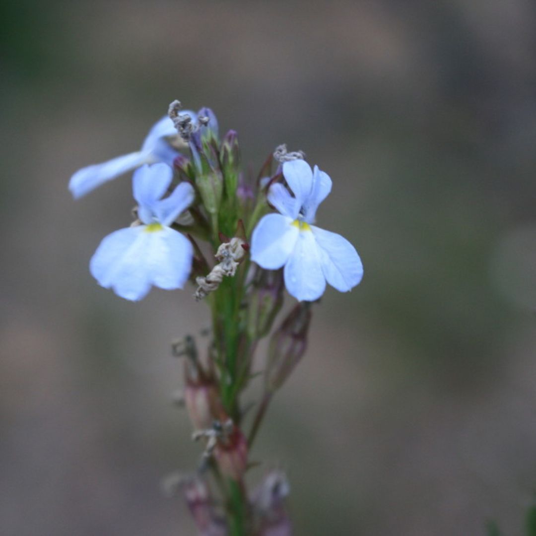 Lobelia comosa var comosa seeds - Buy online
