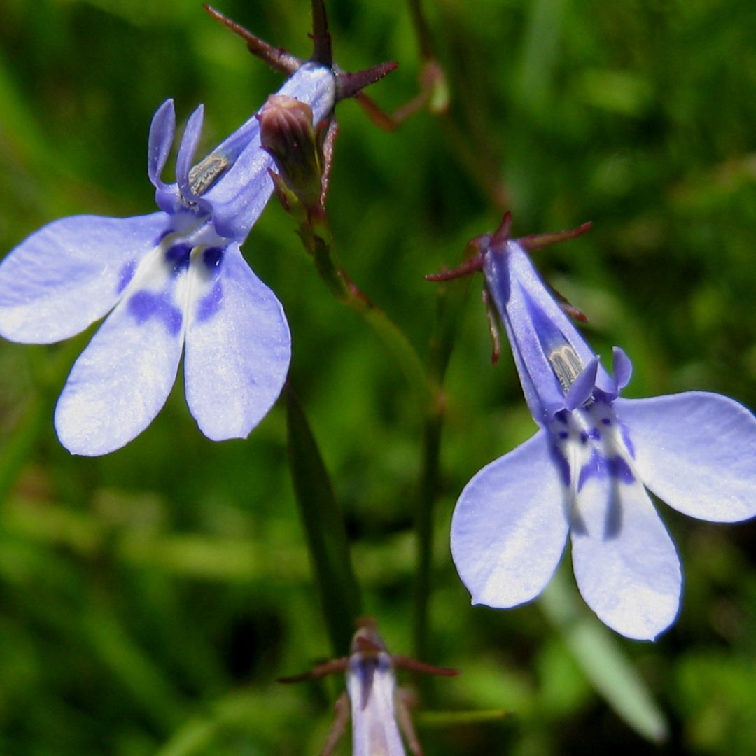 Lobelia flaccida subsp flaccida seeds - Buy online
