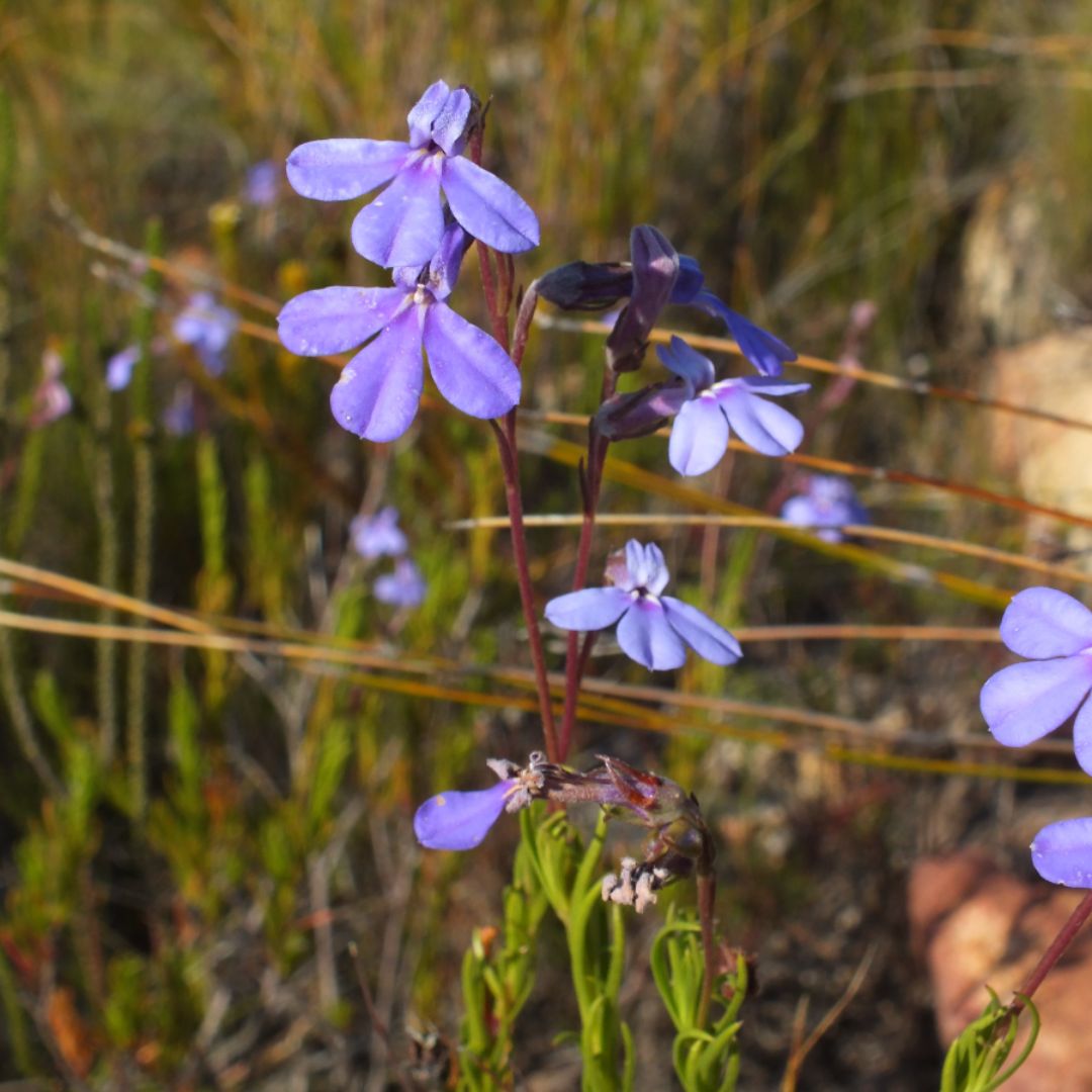 Lobelia pinifolia seeds - Buy online