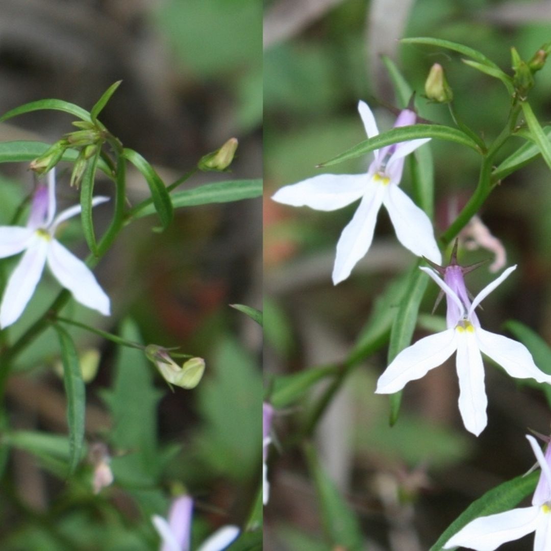 Lobelia pubescens var pubescens seeds - Buy online