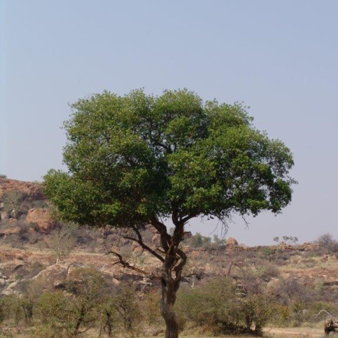 Maerua angolensis subsp. angolensis seeds - Buy online