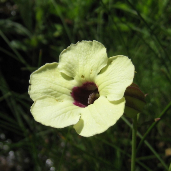 Desmodium repandum seeds - Buy online