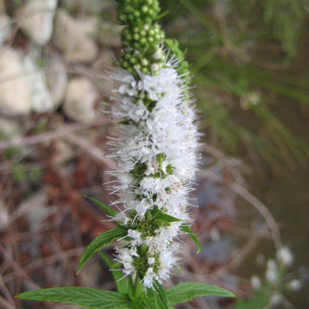 Mentha longifolia subsp capensis seeds - Buy online
