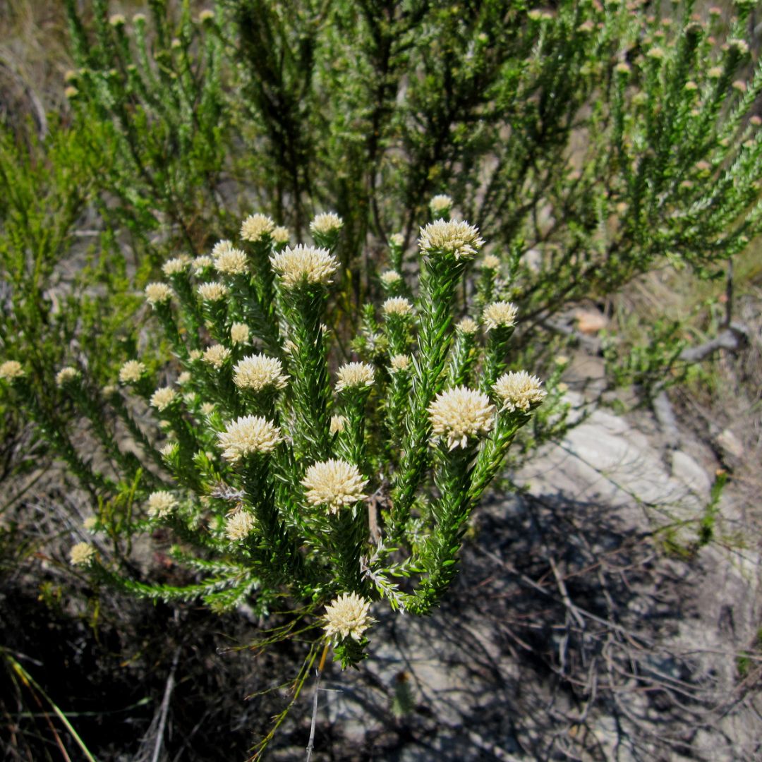 Metalasia densa seeds - Buy online