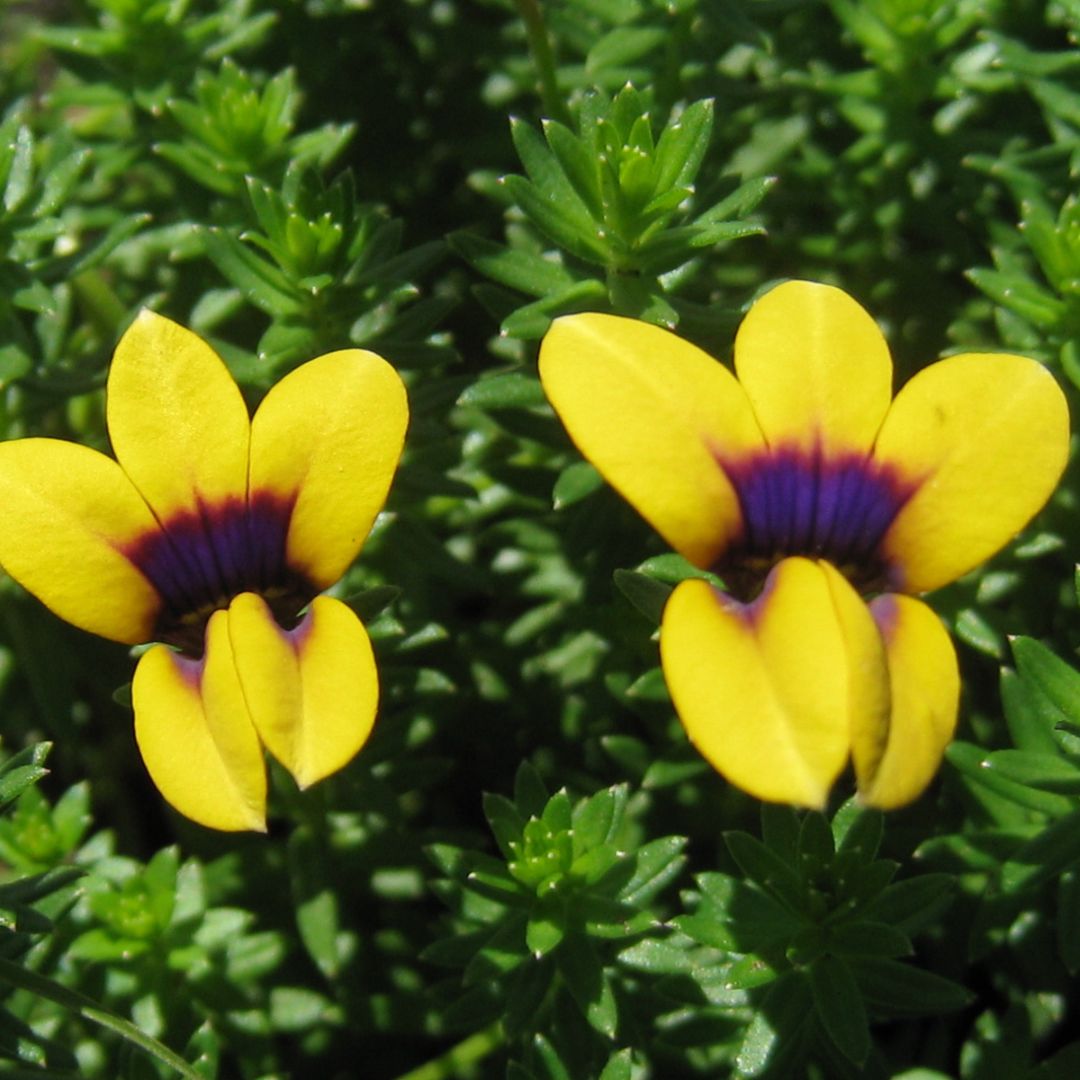 Monopsis unidentata subsp unidentata seeds - Buy online