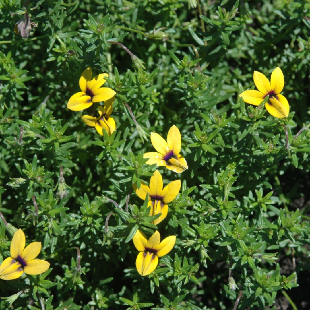 Monopsis unidentata subsp unidentata seeds - Buy online