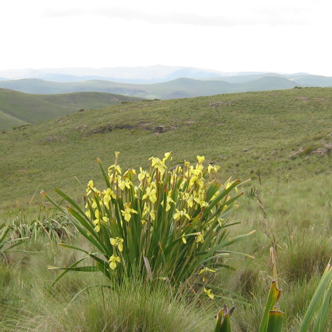 Moraea alticola seeds - Buy online