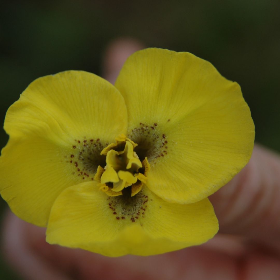 Moraea bellendenii seeds - Buy online