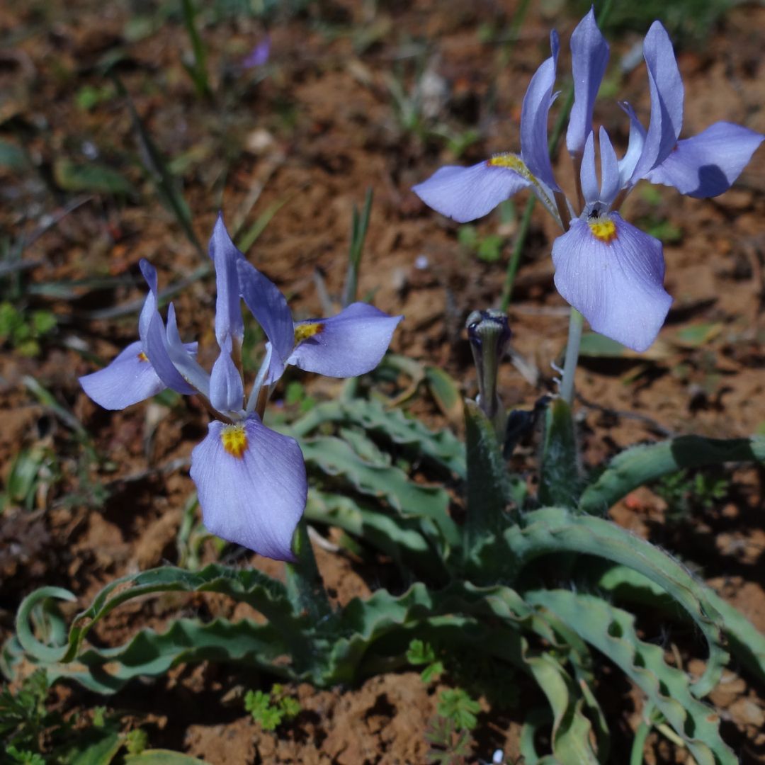 Moraea ciliata seeds - Buy online