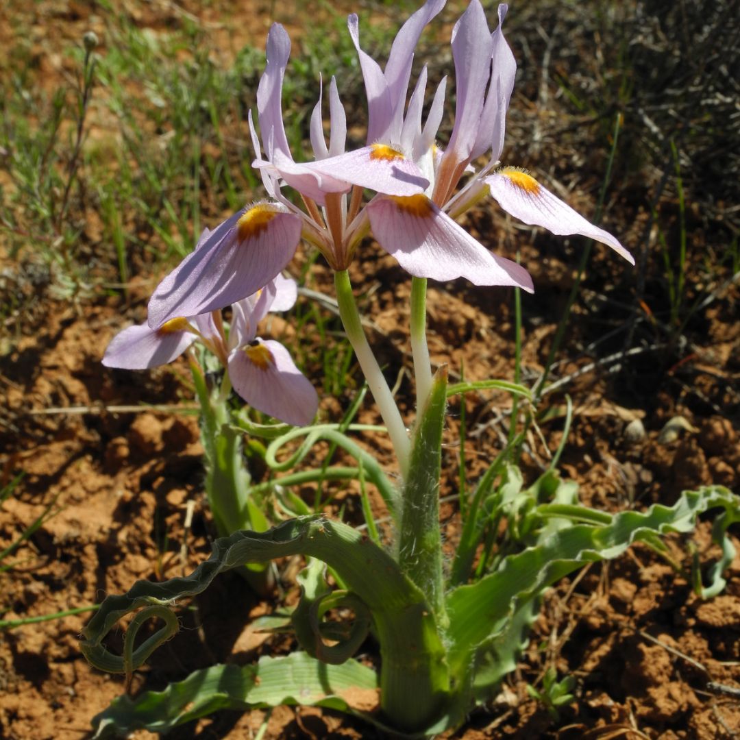 Moraea ciliata seeds - Buy online