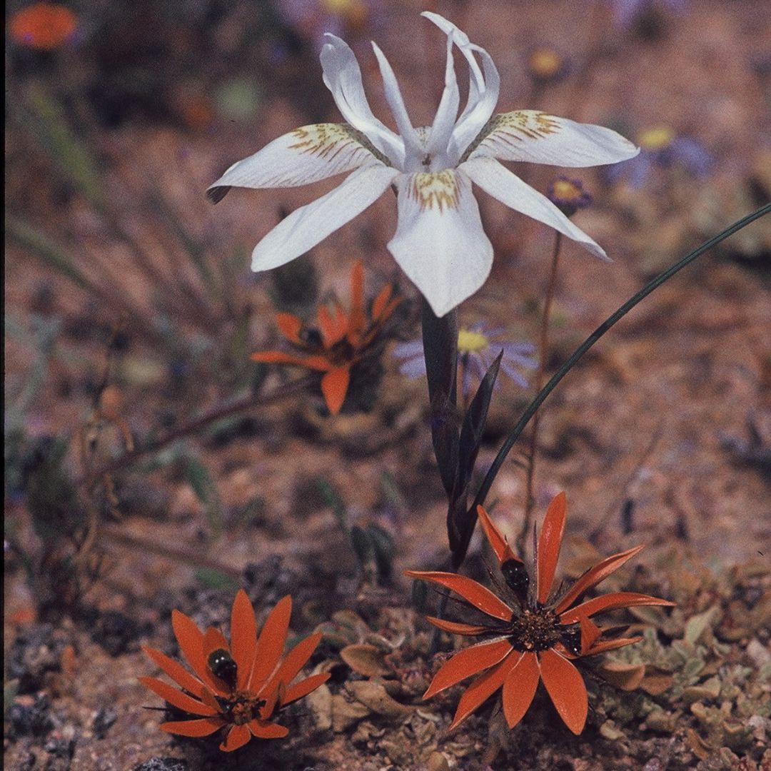 Moraea fugax seeds - Buy online