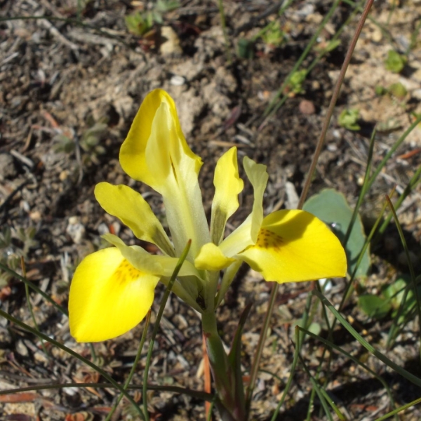 Moraea macronyx seeds - Buy online