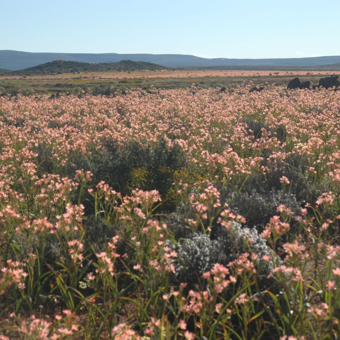 Moraea miniata seeds - Buy online