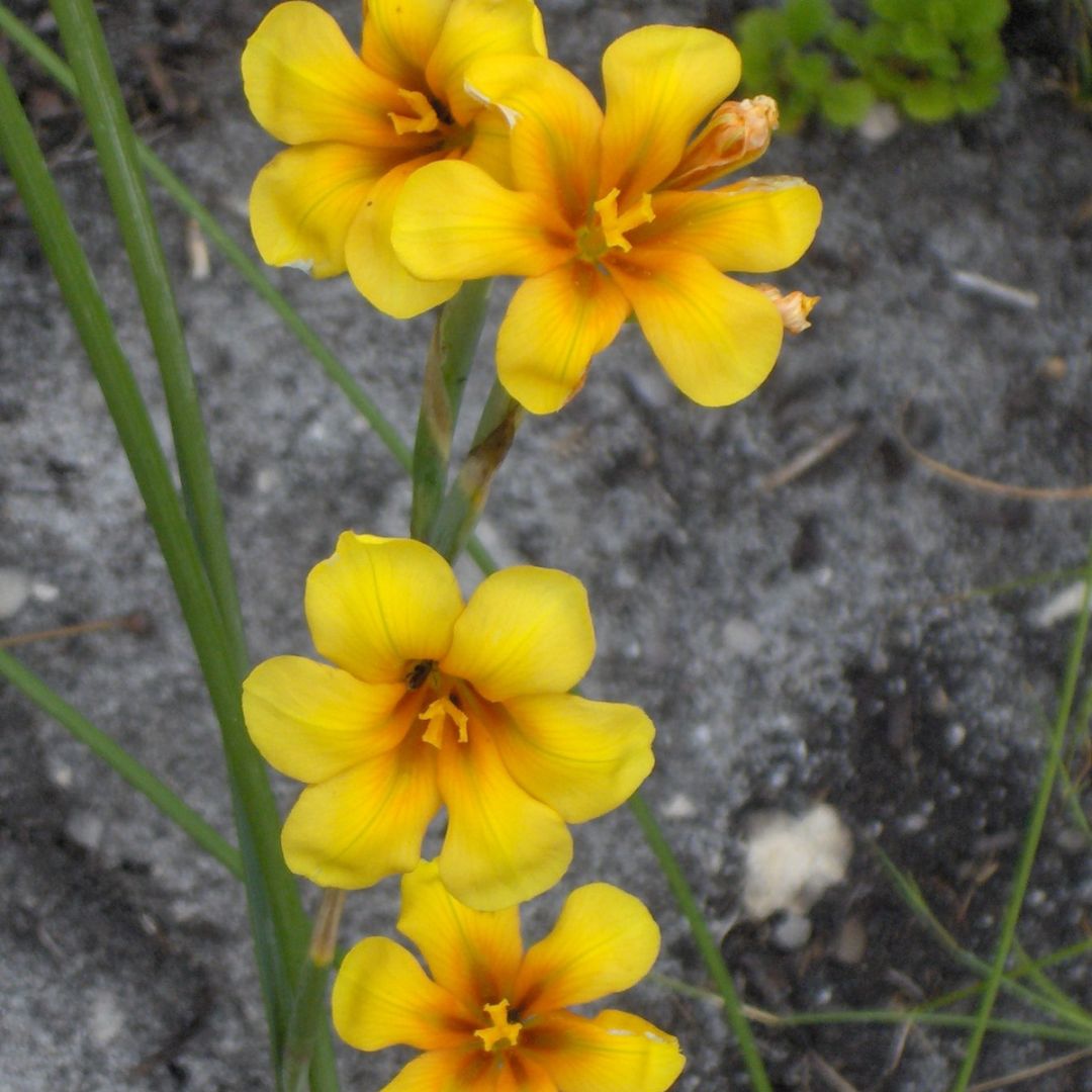 Moraea ochroleuca seeds - Buy online
