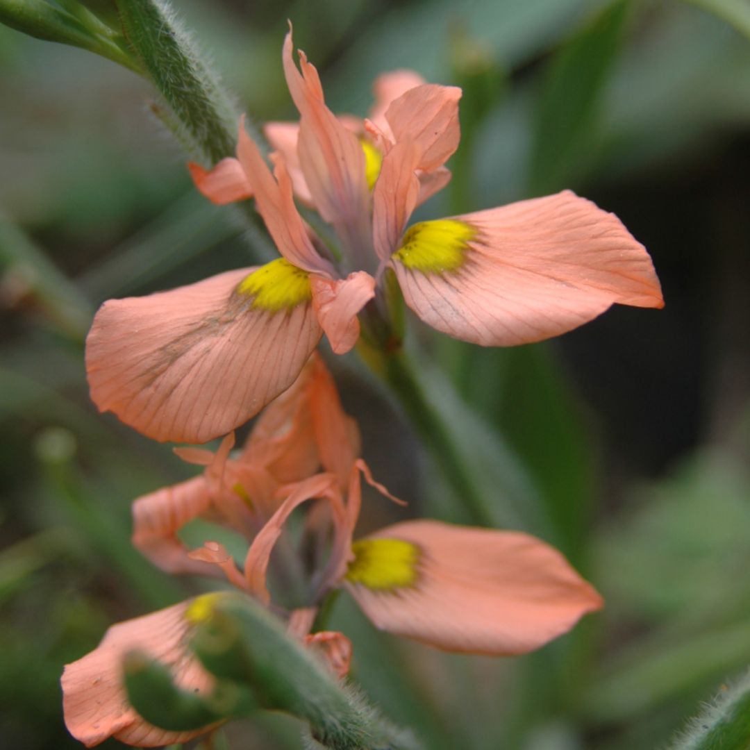 Moraea papilionaceae seeds - Buy online