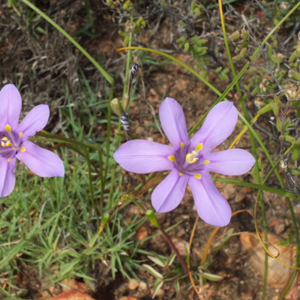 Moraea polyanthos seeds - Buy online