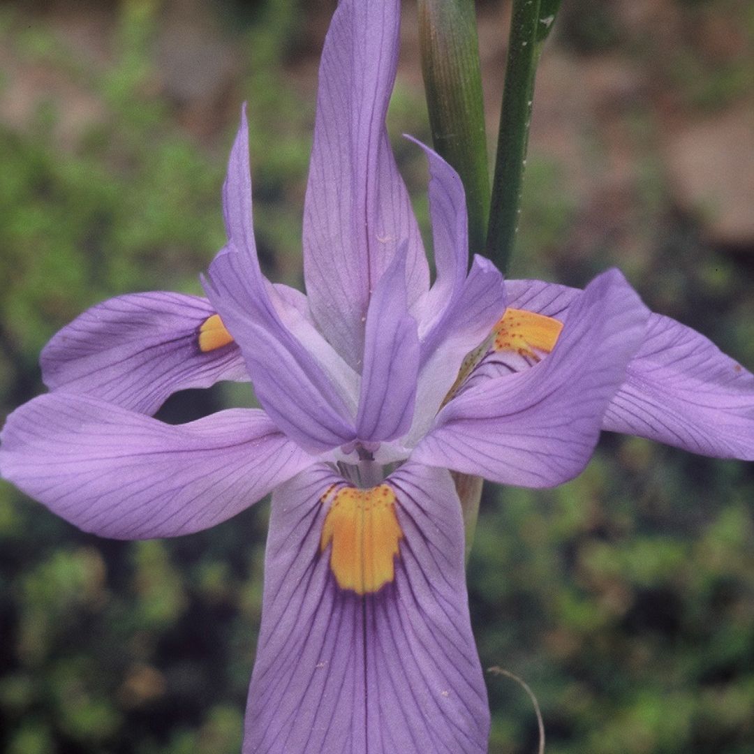 Moraea polystachya seeds - Buy online