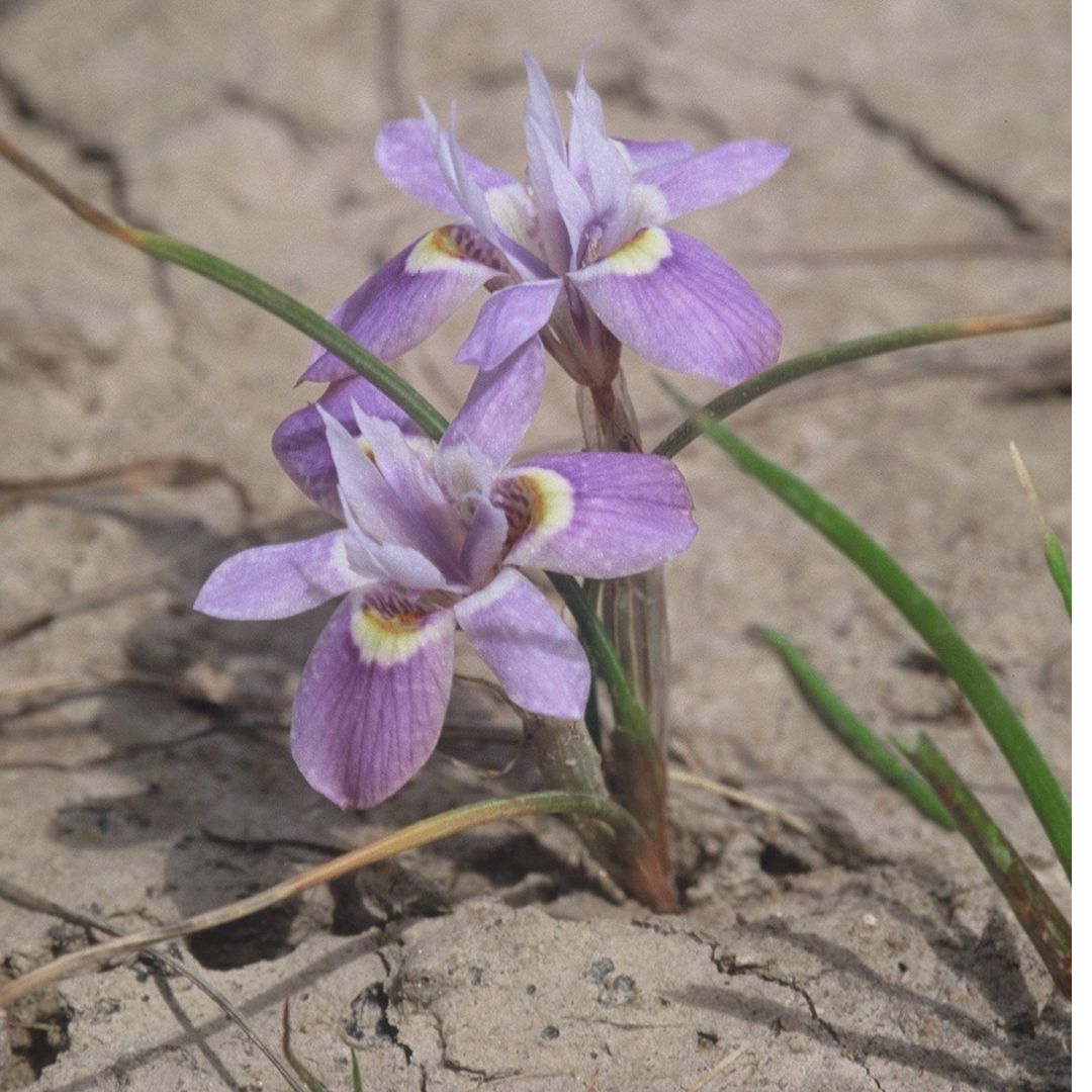 Moraea setifolia seeds - Buy online