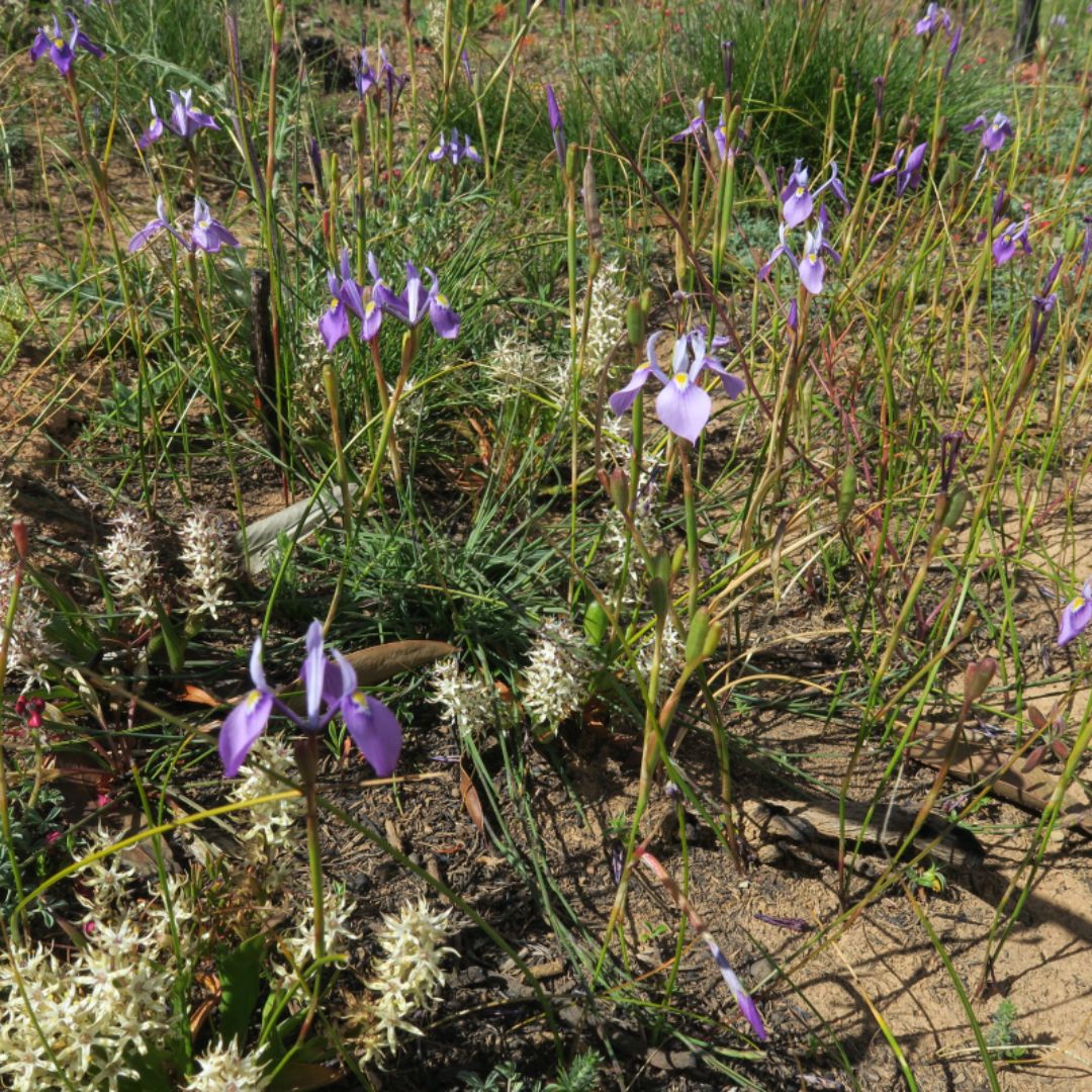 Moraea tripetala subsp. tripetala seeds - Buy online