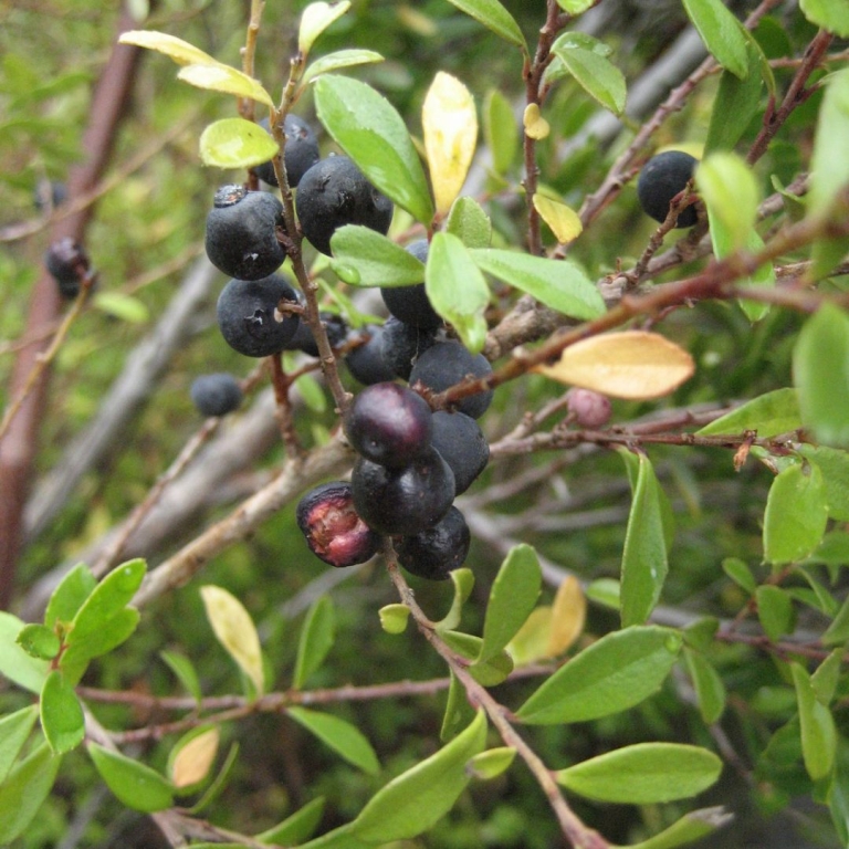 Myrsine africana seeds - Buy online