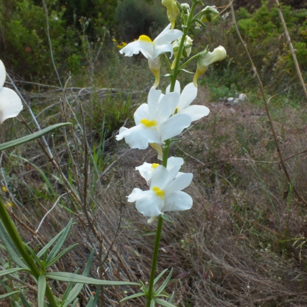 Xerophyta retinervis seeds - Buy online