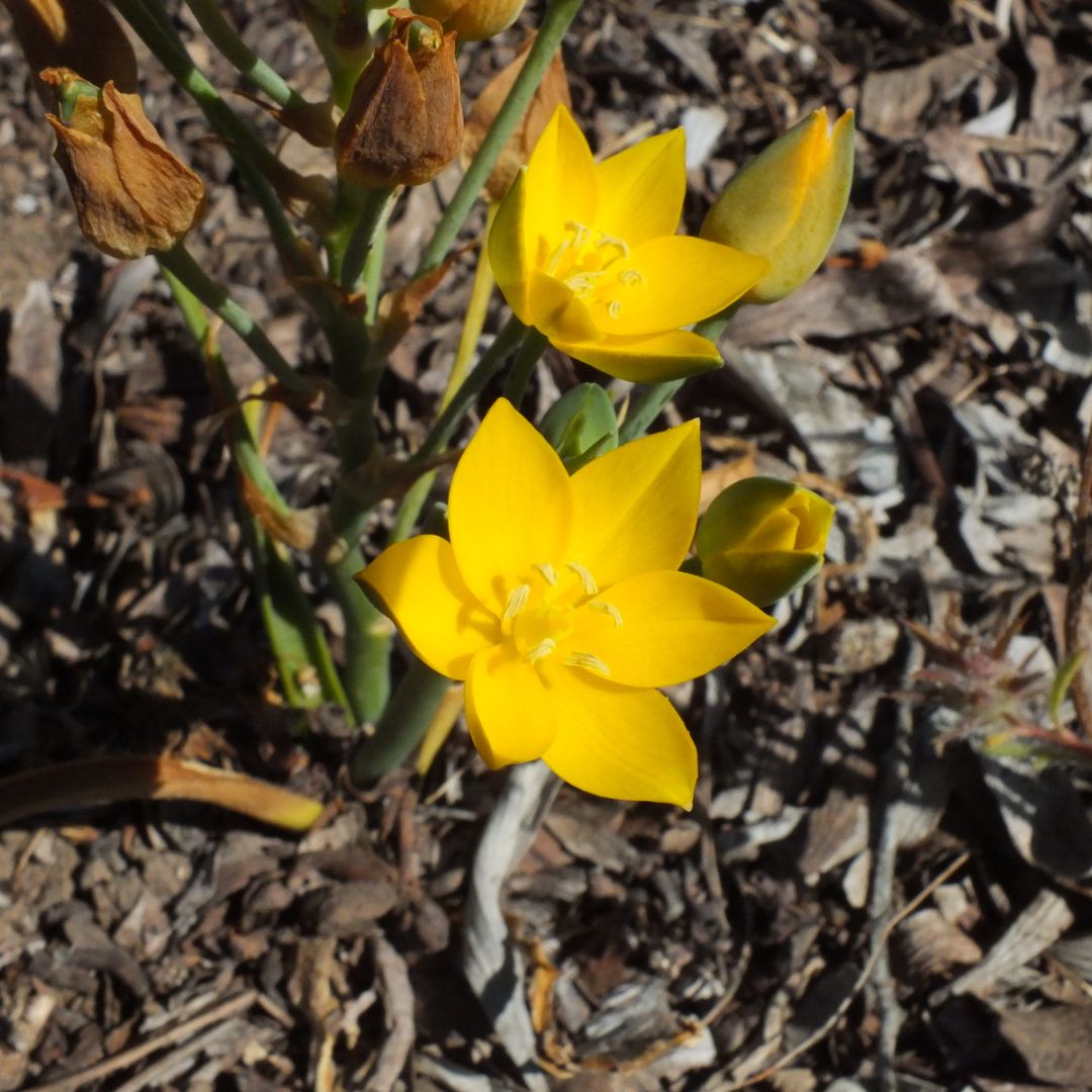 Ornithogalum dubium (Yellow) seeds - Buy online