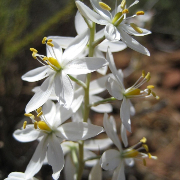 Tritonia squalida seeds - Buy online