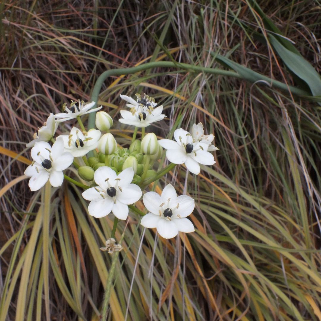 Orphium frutescens seeds - Buy online