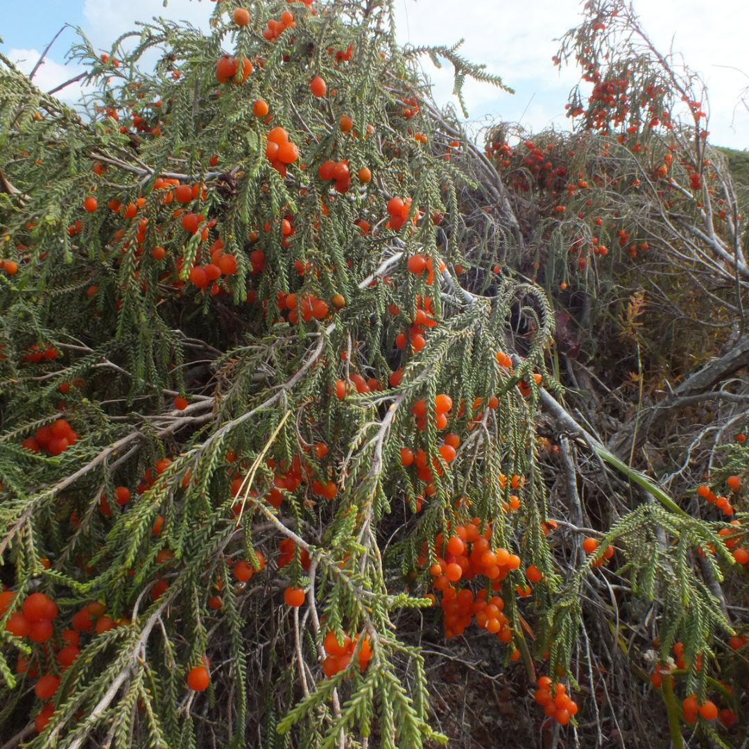 Passerina rigida seeds - Buy online